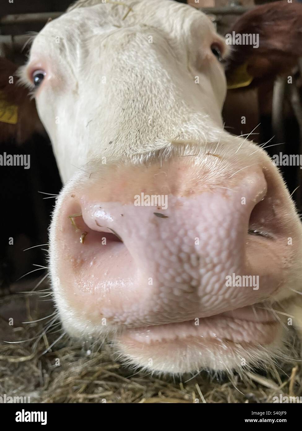 Cow nose hi-res stock photography and images - Alamy