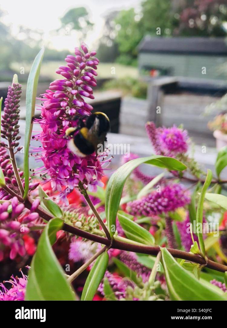 Natural ecosystem pollinators hi-res stock photography and images - Alamy