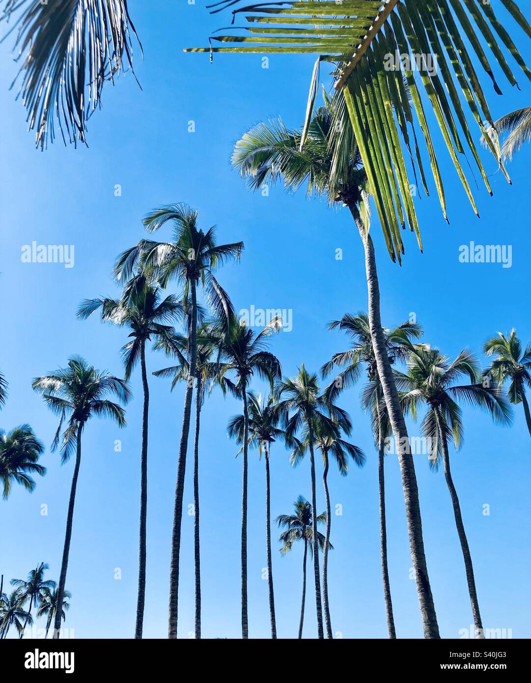 Tall palm trees Stock Photo - Alamy