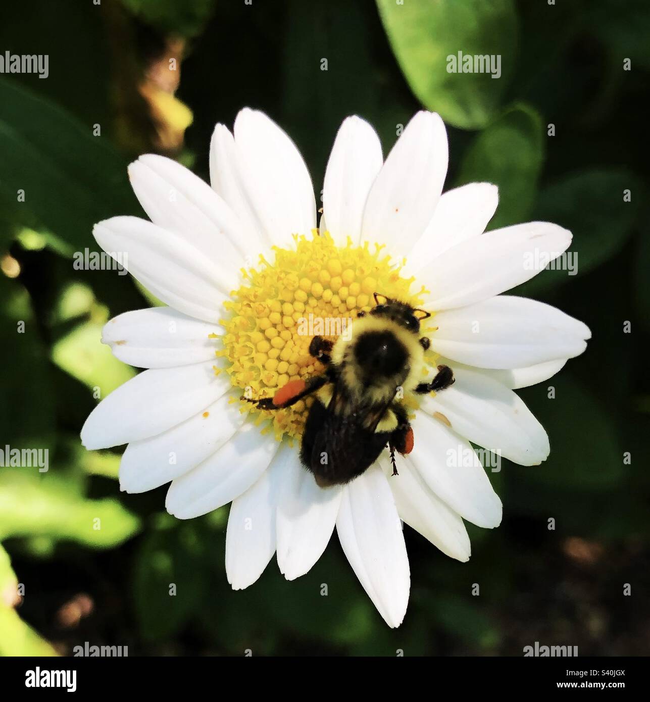 Fuzzy bee hi-res stock photography and images - Alamy