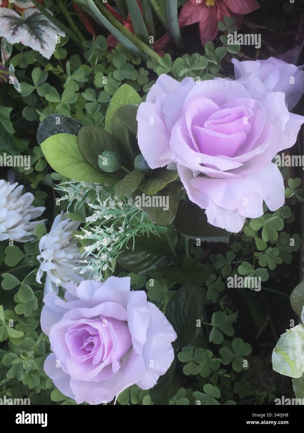 Pink purple roses hi-res stock photography and images - Alamy