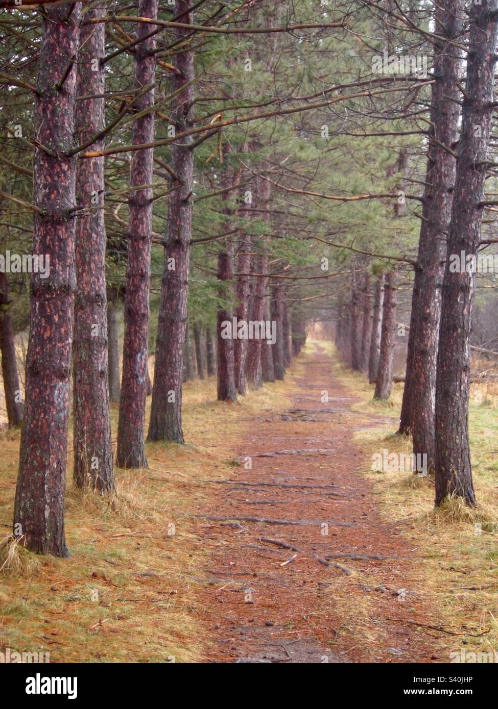 Mist pathway through trees Stock Photo - Alamy