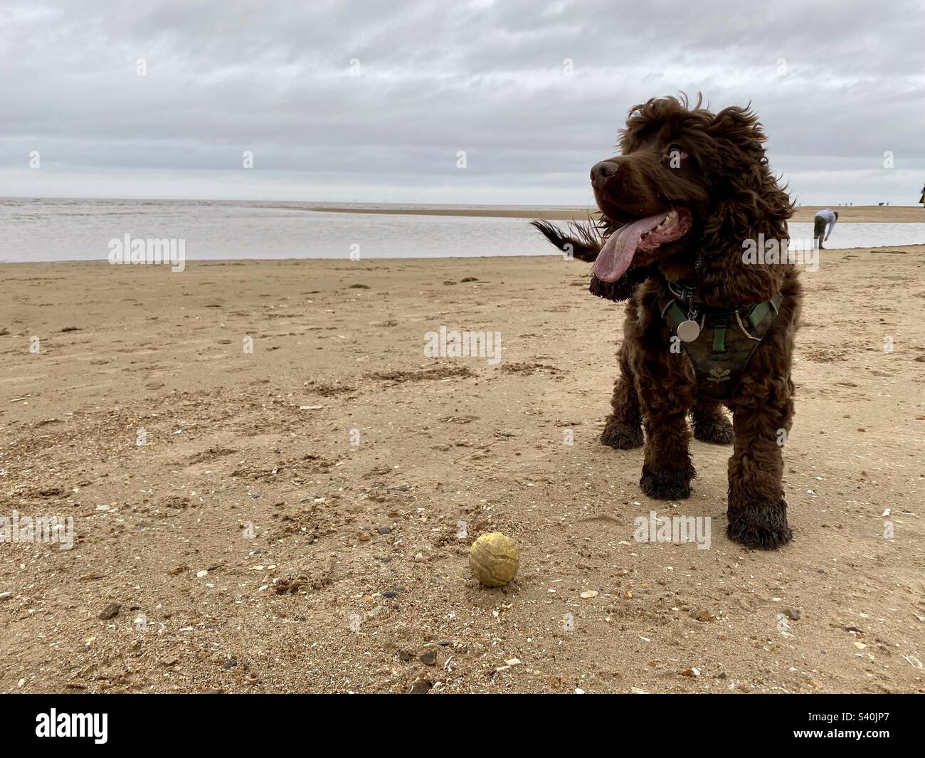 Throw ball for dog hi-res stock photography and images - Alamy