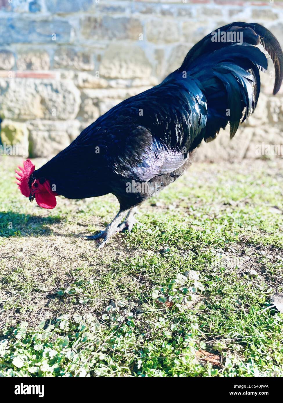 Big red rooster hi-res stock photography and images - Alamy