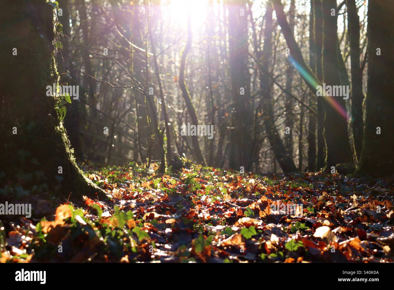Light sphagnum hi-res stock photography and images - Alamy
