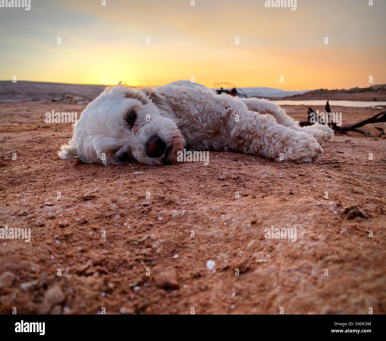 Sunset and dog hi-res stock photography and images - Alamy