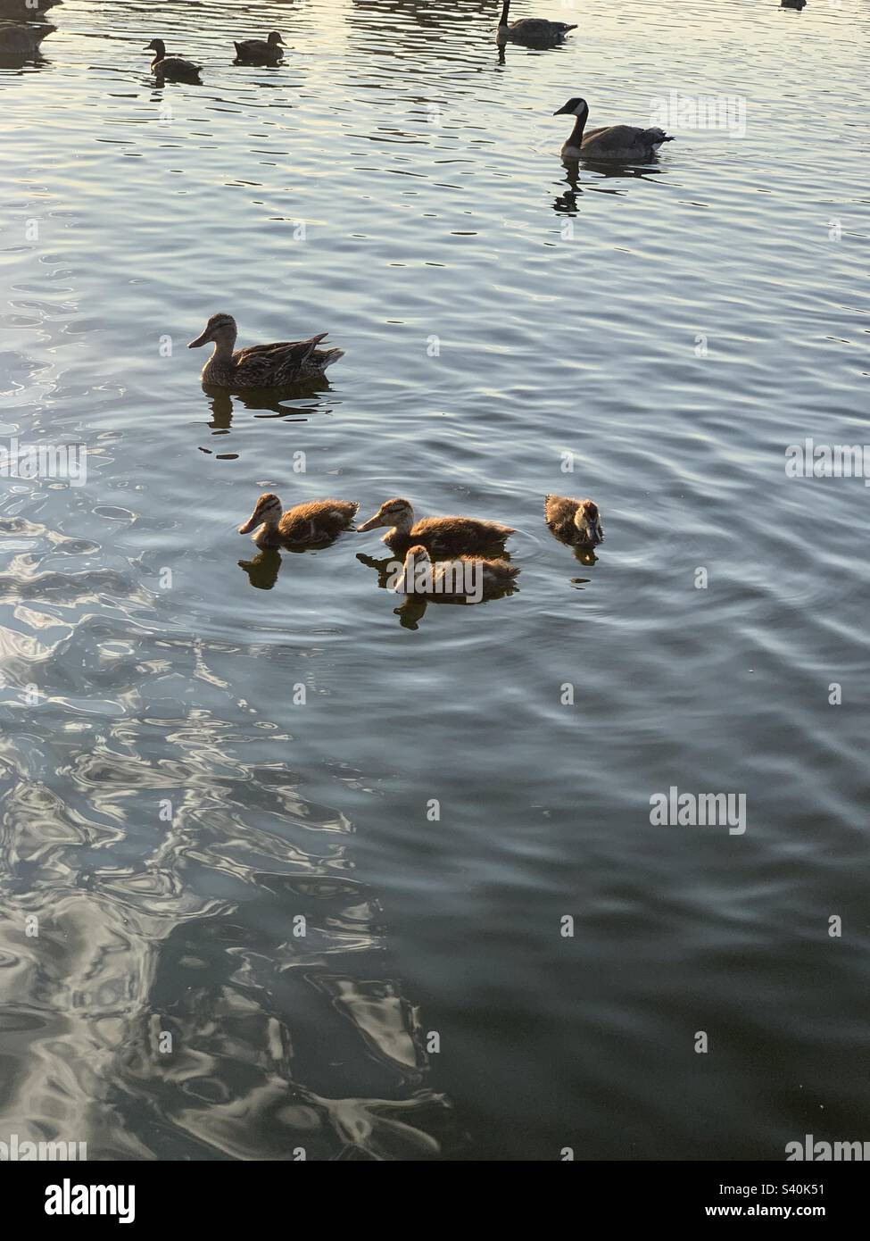 Mommy duck hi-res stock photography and images - Alamy