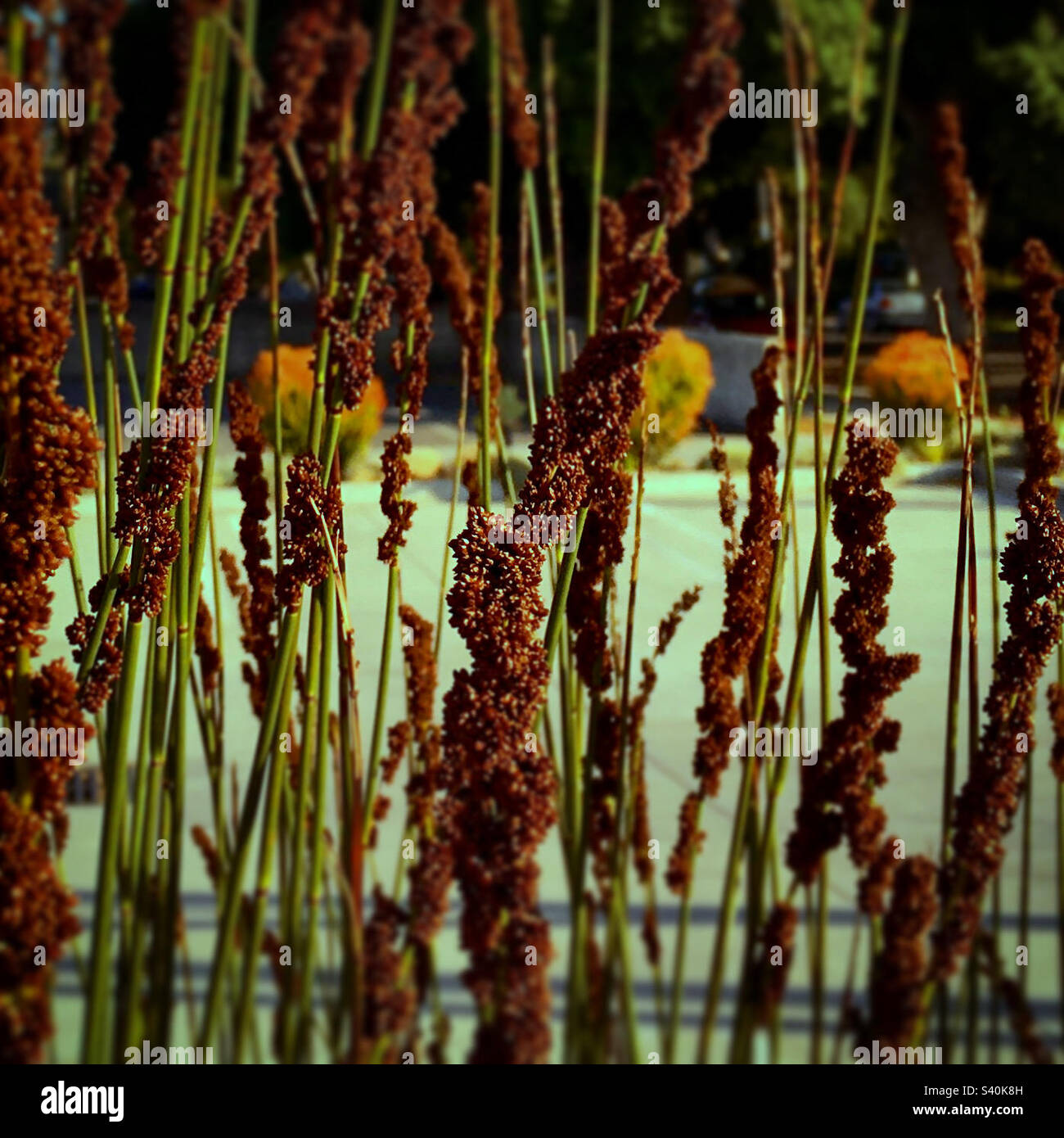 Interesting nature hi-res stock photography and images - Alamy