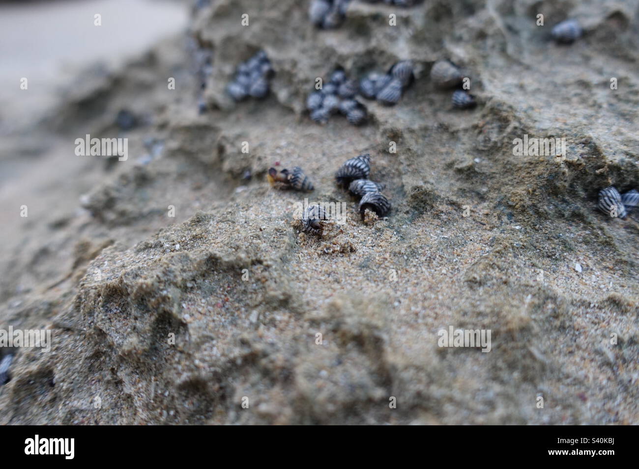 Animals with shells hi-res stock photography and images - Alamy