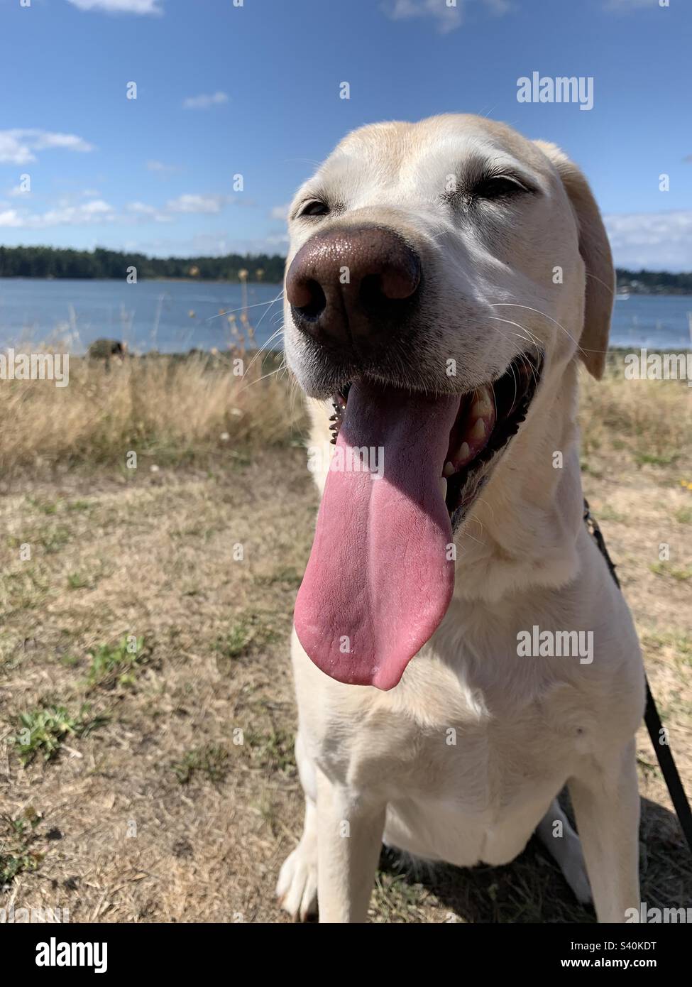 Yellow lab hi-res stock photography and images - Alamy