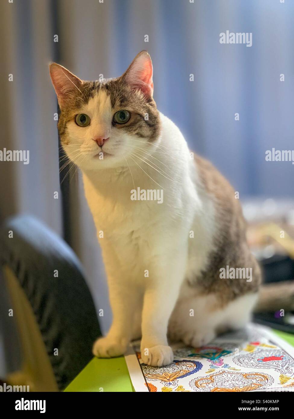 Kevin cat hi-res stock photography and images - Alamy