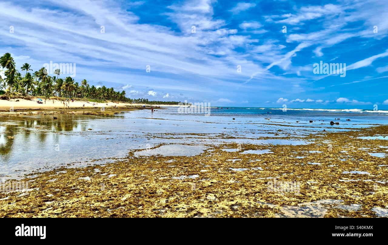 Brazilian beach. Praia do Forte, Bahia, Brazil Stock Photo - Alamy