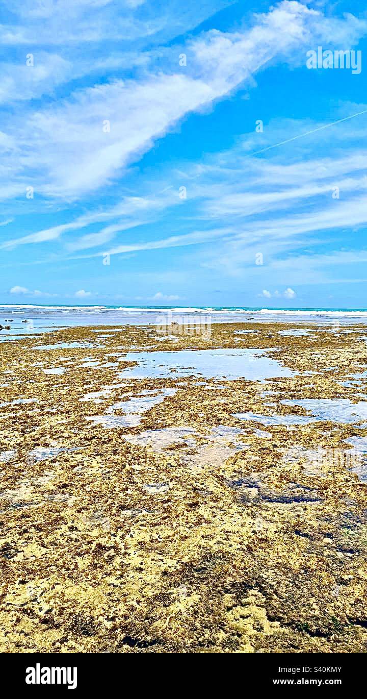Brazilian beach. Praia do Forte, Bahia, Brazil. Coral marinho Stock ...