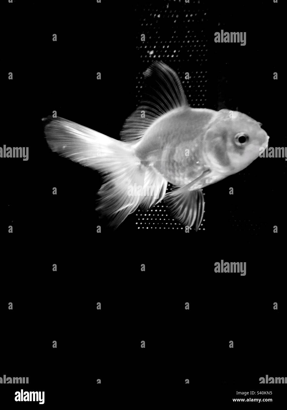 Pet fish in a fish tank Stock Photo - Alamy