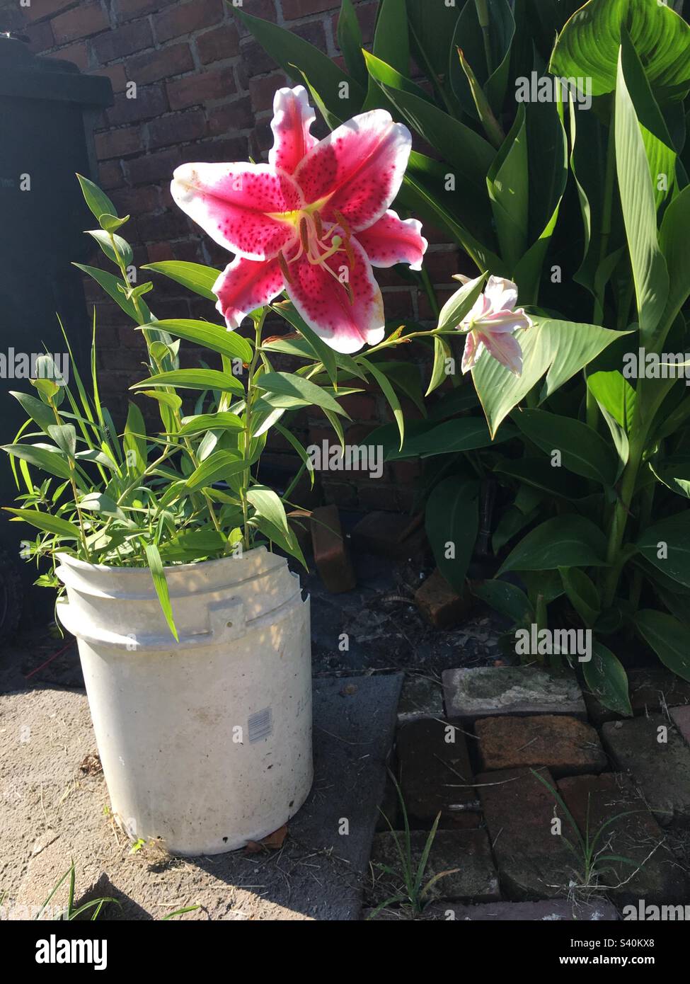Lily bucket hi-res stock photography and images - Alamy