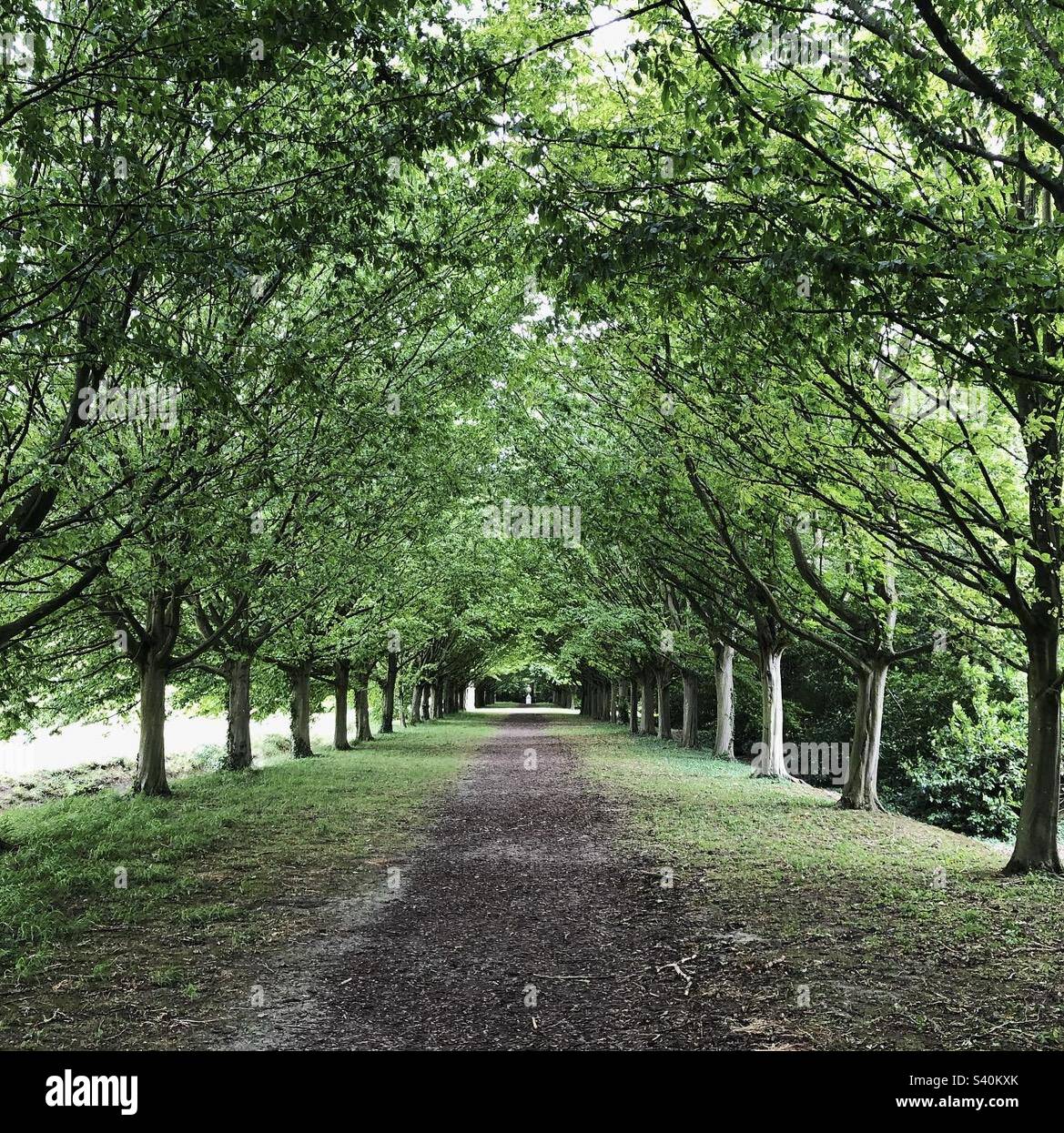 Green corridor of trees hi-res stock photography and images - Alamy