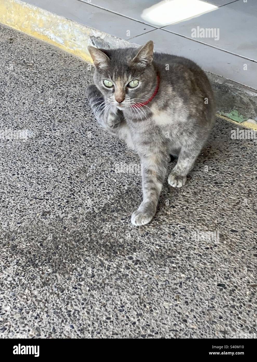 San Pancho cat chillin’ for a photo Stock Photo - Alamy