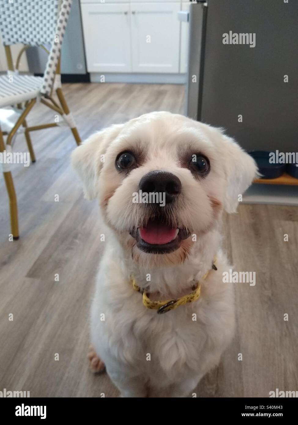 Dashing dog hi-res stock photography and images - Alamy