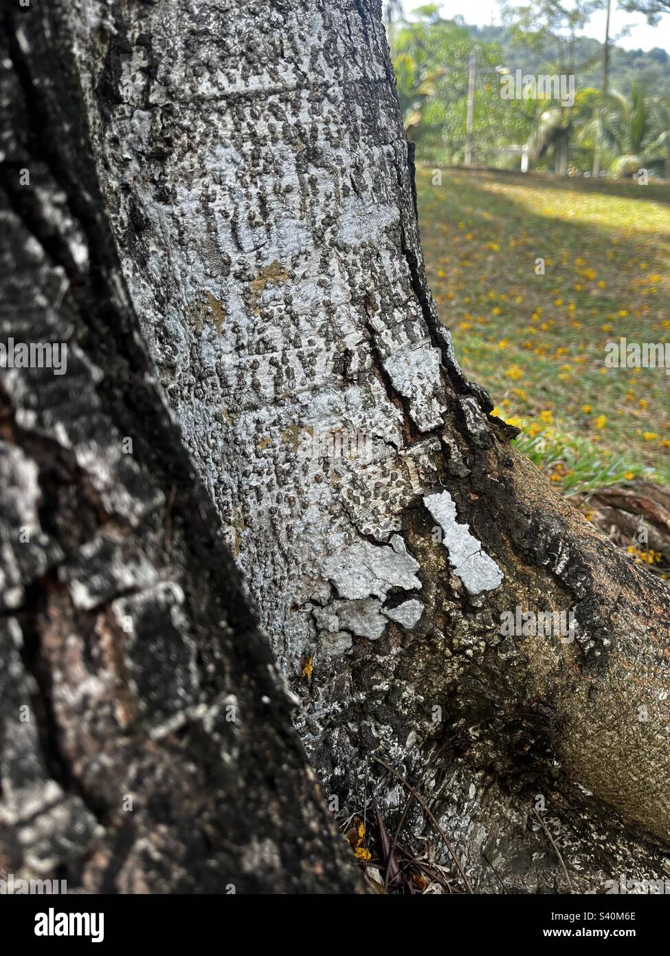 Black tree stump hi-res stock photography and images - Alamy