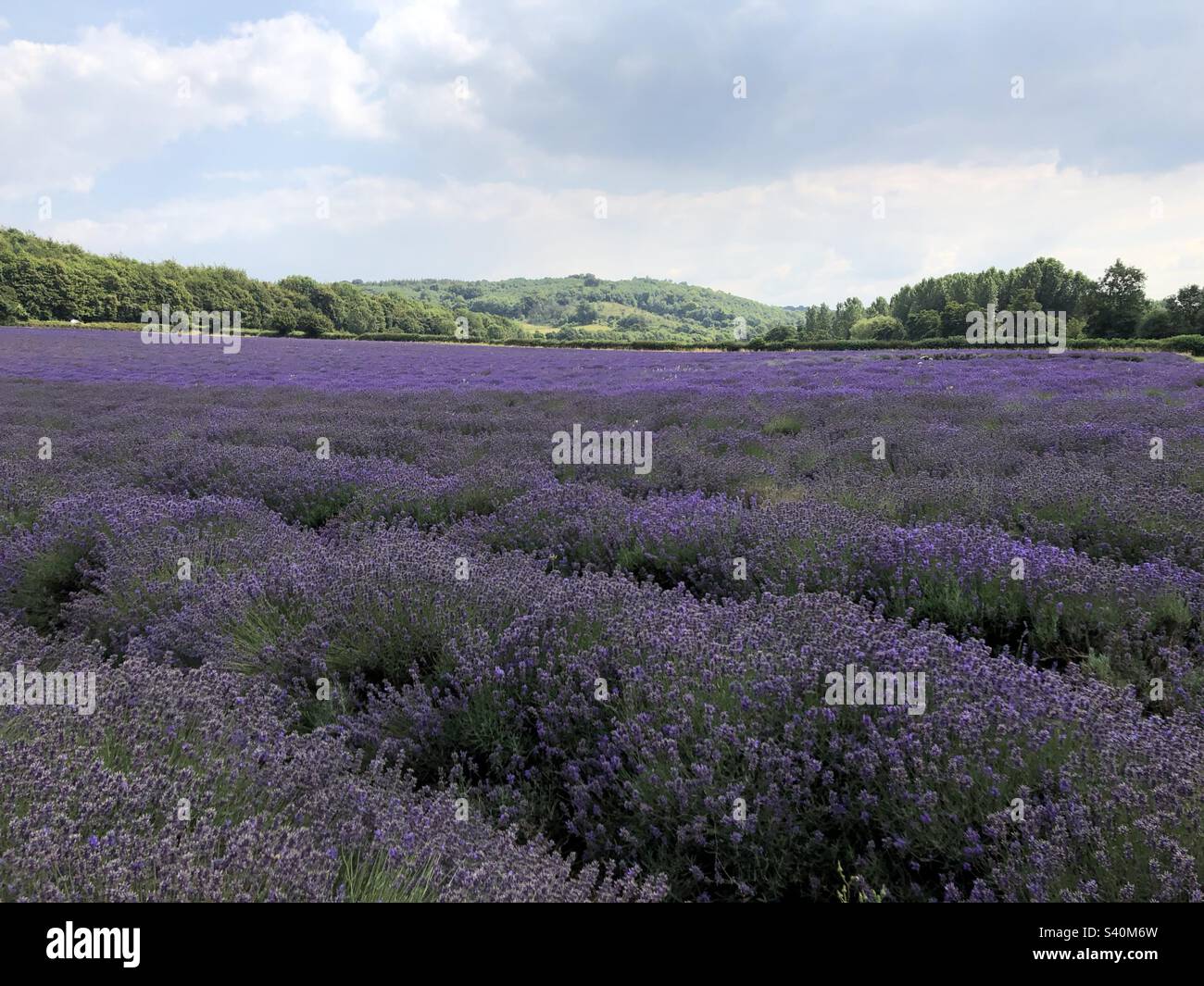 Kent lavender fields hi-res stock photography and images - Alamy