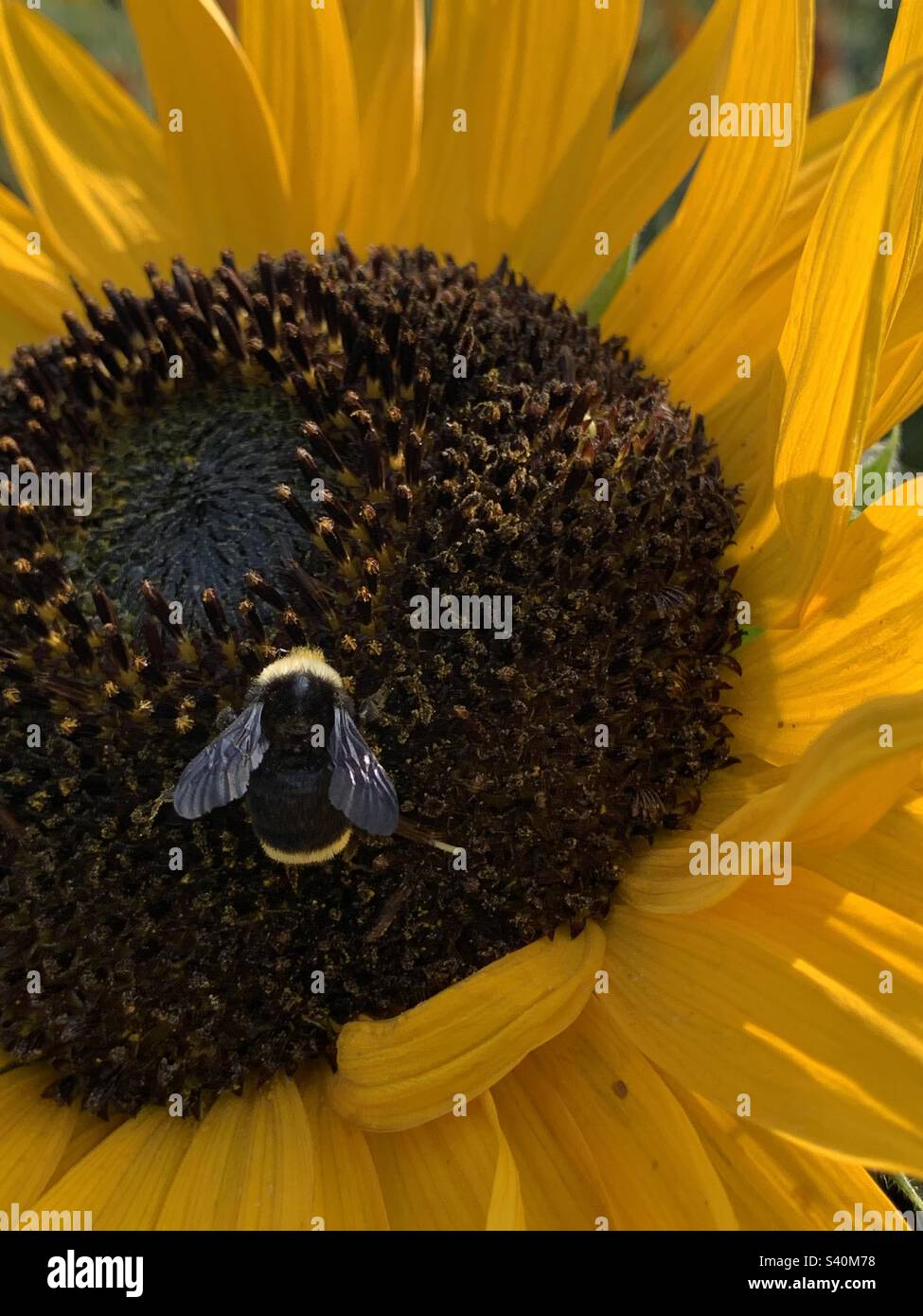 Sunflower bee hi-res stock photography and images - Alamy