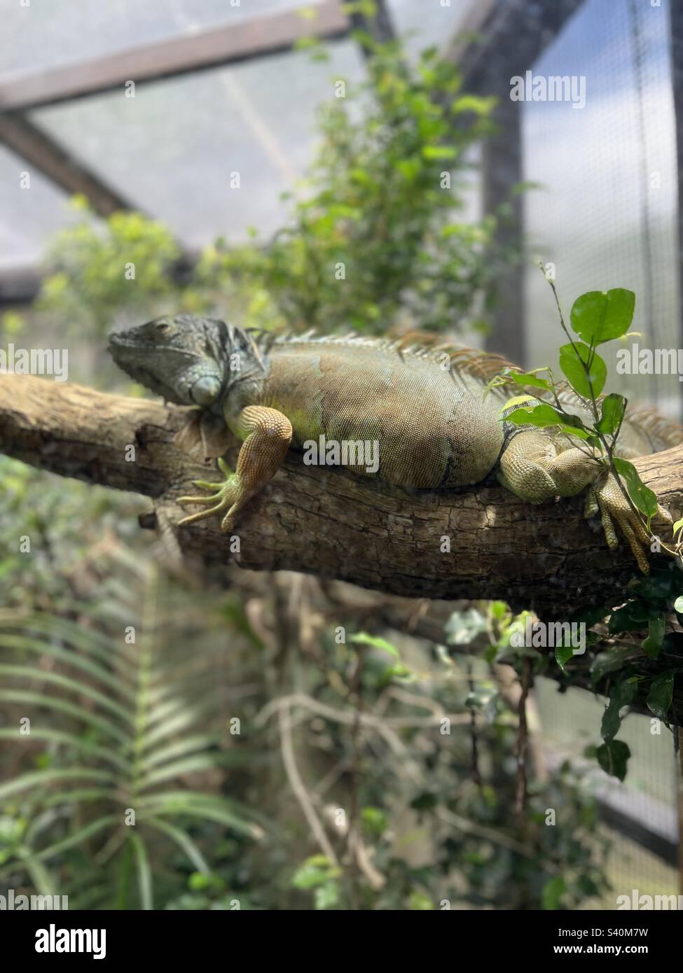 Lizard lying on a tree branch Stock Photo - Alamy