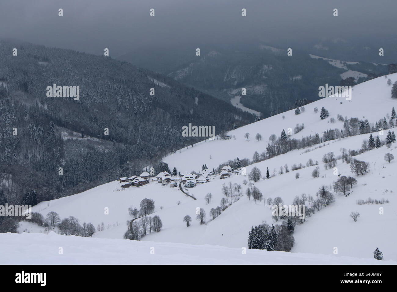 Top of forest hi-res stock photography and images - Alamy