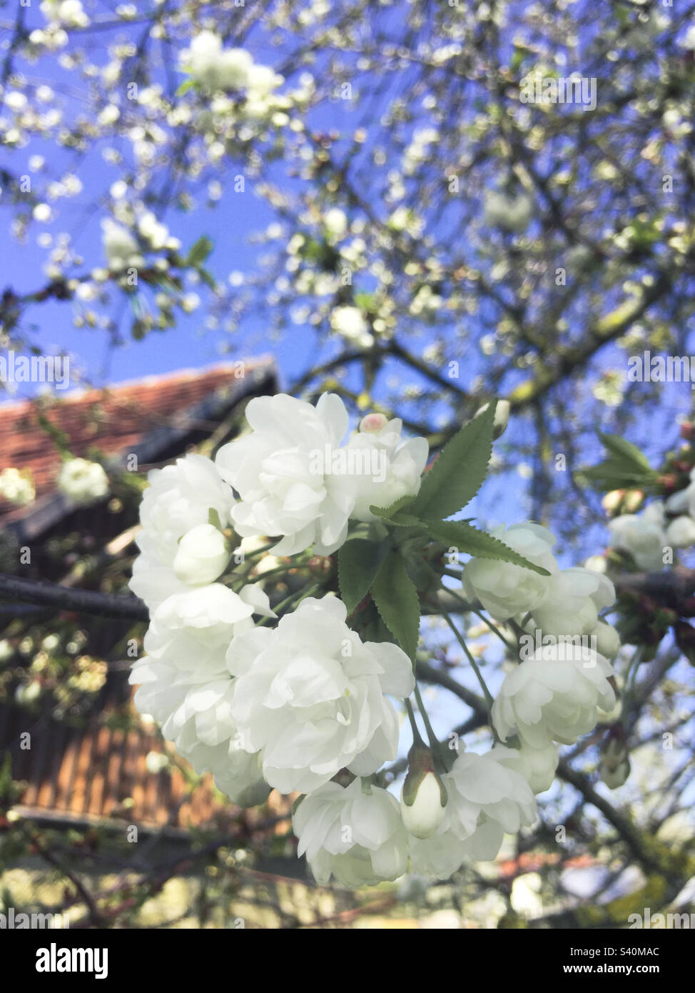 Beautiful blossoming apple tree in hi-res stock photography and images ...
