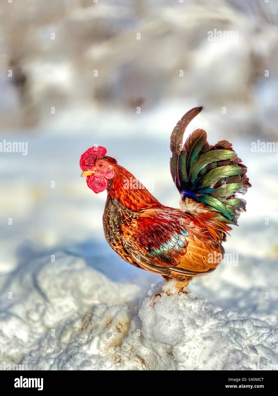 Beautiful rooster hi-res stock photography and images - Alamy