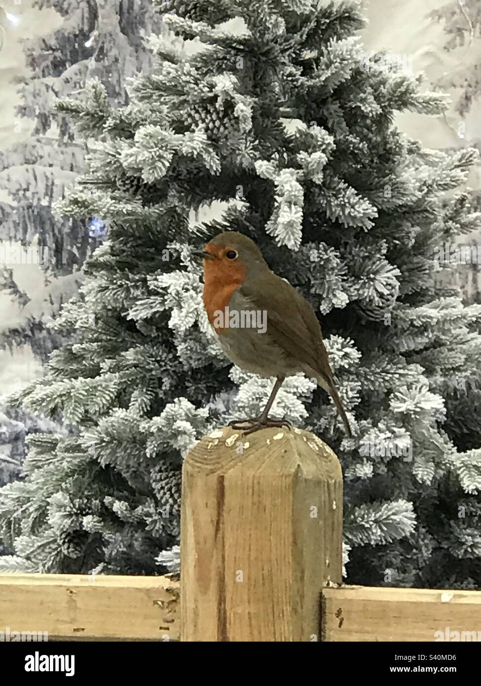 Garden Centre resident Robin is on of a pair live in store . This one ...