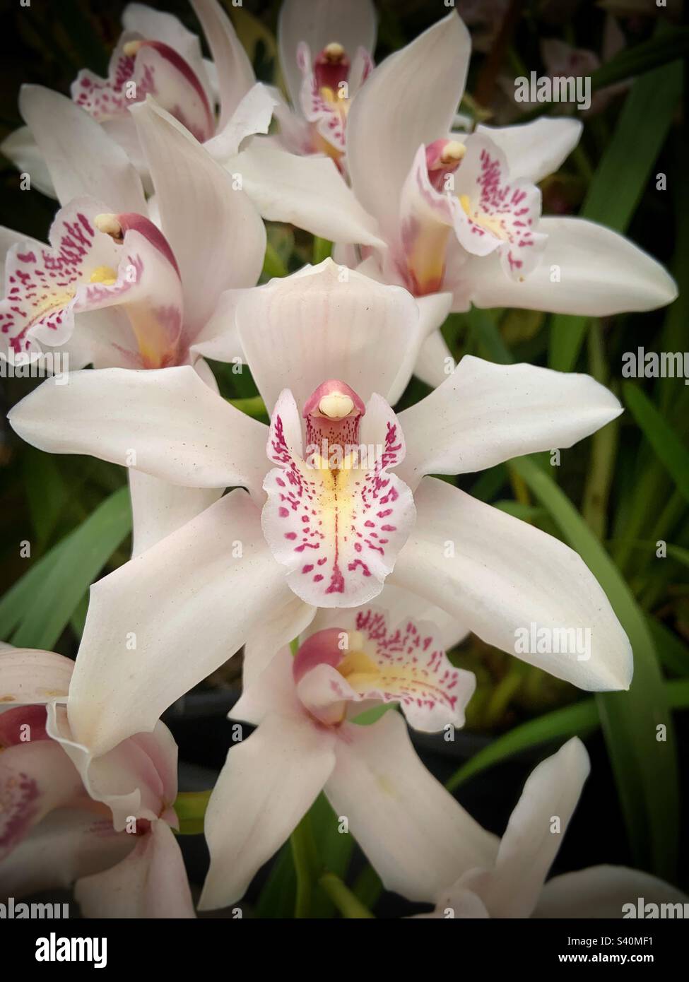 Orchid - Cymbidium Stock Photo - Alamy