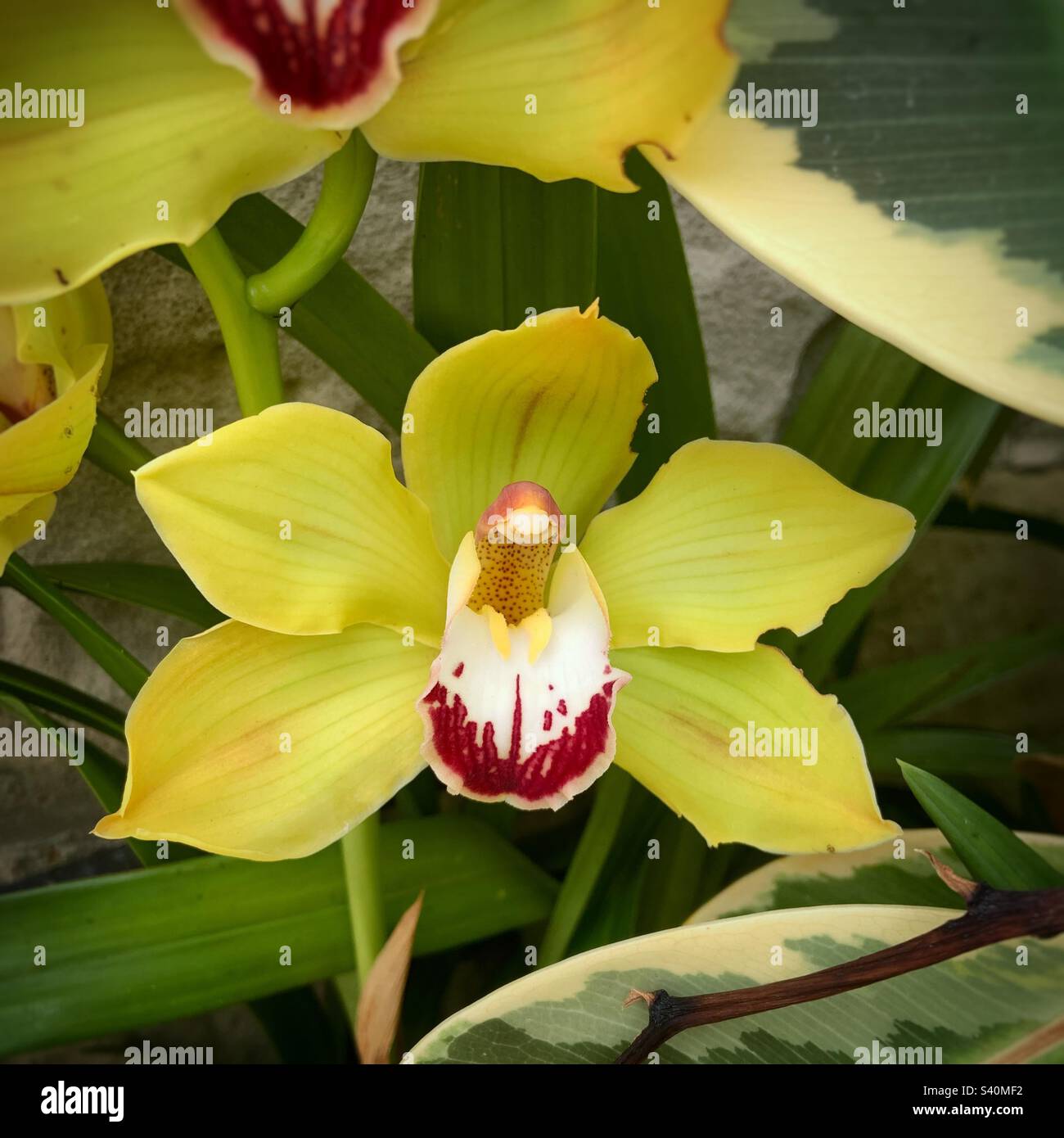 Orchid - Cymbidium Stock Photo - Alamy