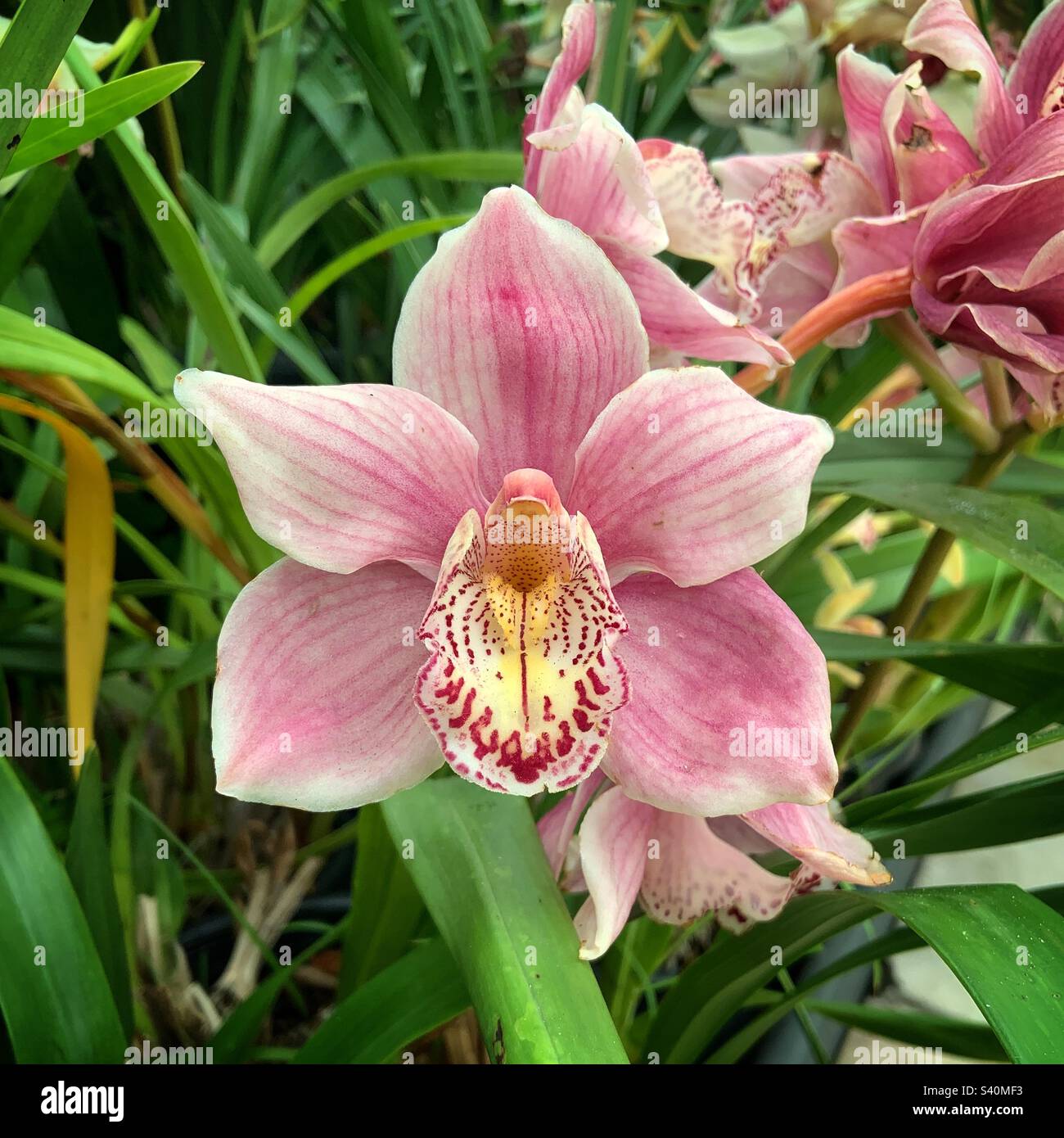 Orchid - Cymbidium Stock Photo - Alamy