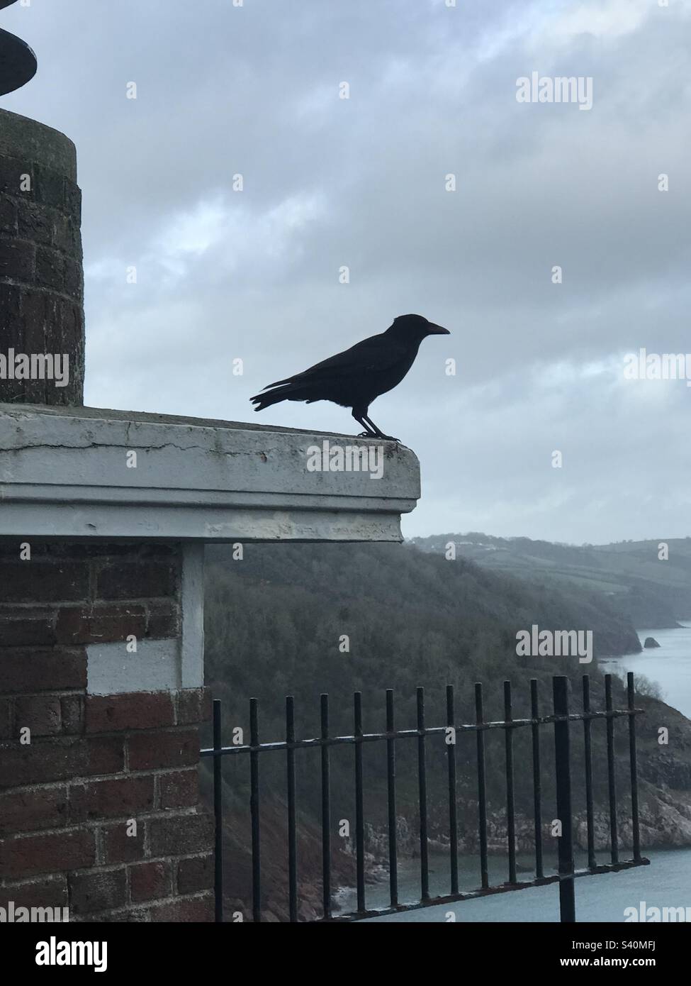 Old crow hi-res stock photography and images - Alamy