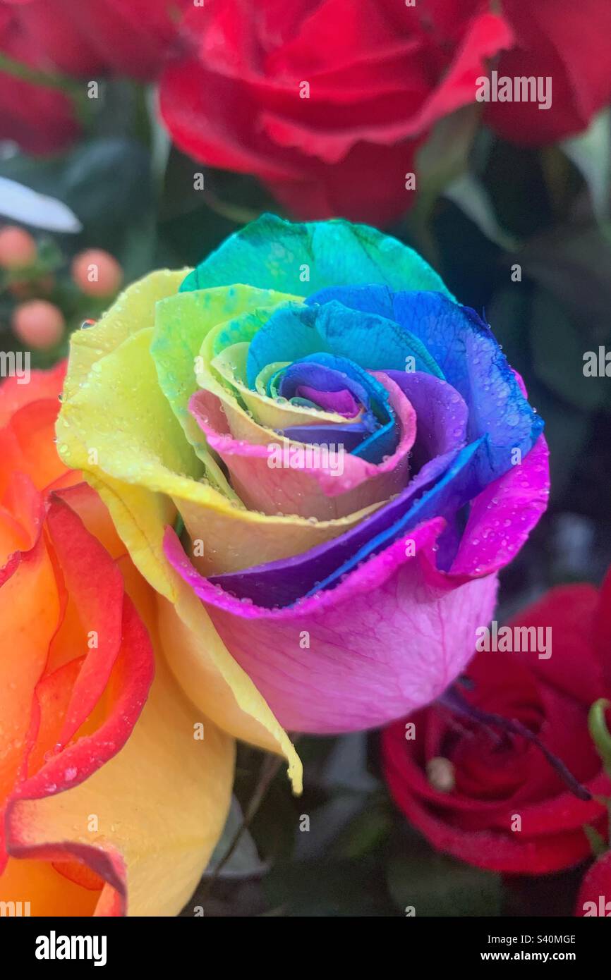 Colourful Rose Flowers Wallpaper