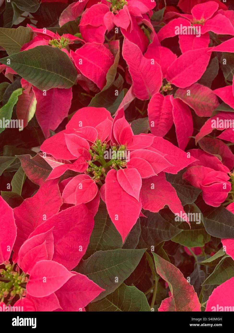 Beautiful bright red poinsettia flower Stock Photo - Alamy