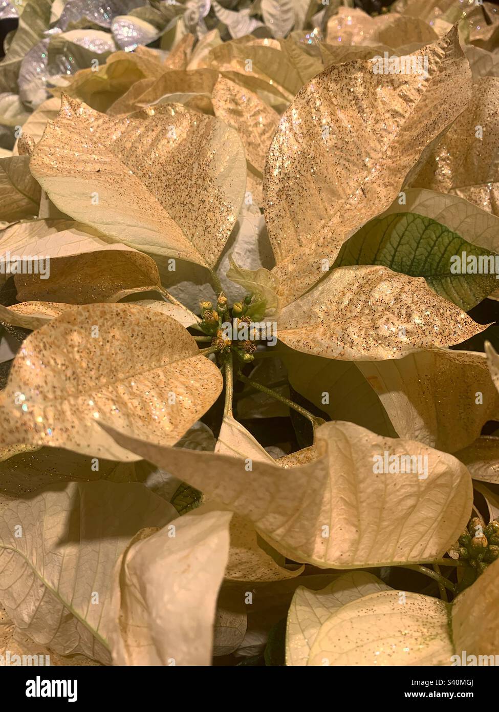 Sparkling flower hi-res stock photography and images - Alamy