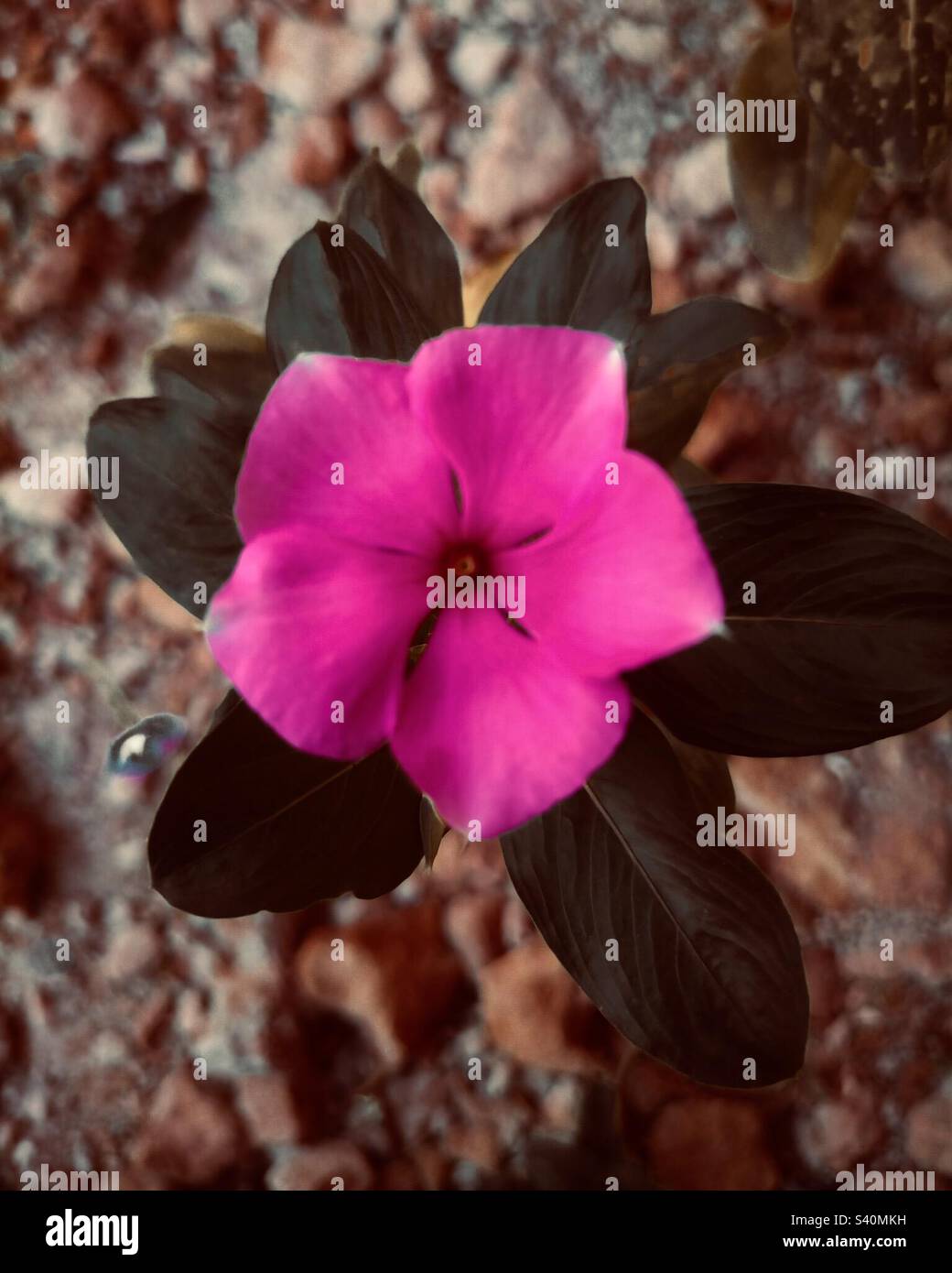 Smashed flower hi-res stock photography and images - Alamy