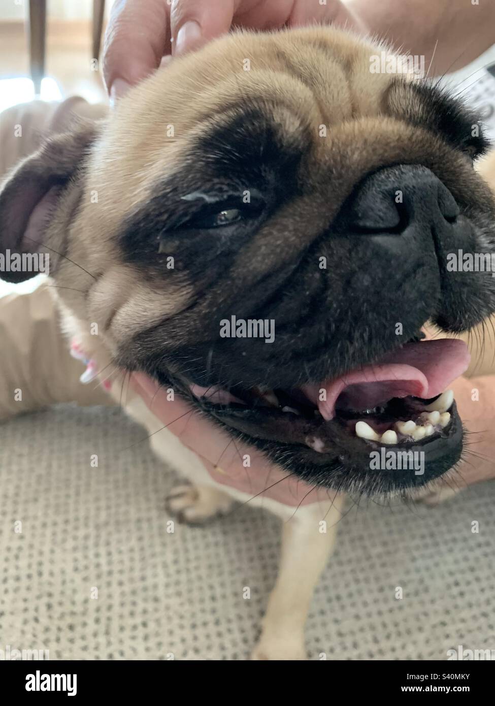 Pug smiling hi-res stock photography and images - Alamy