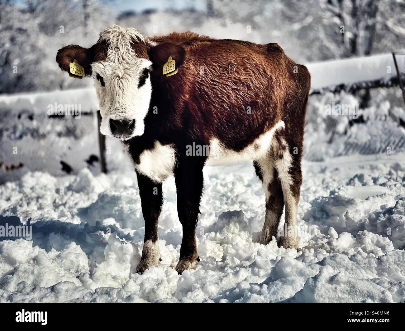 Calf in the winter snow Stock Photo - Alamy