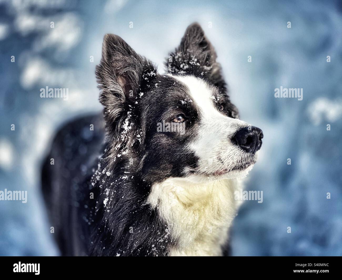 Border collie in the snow Stock Photo - Alamy
