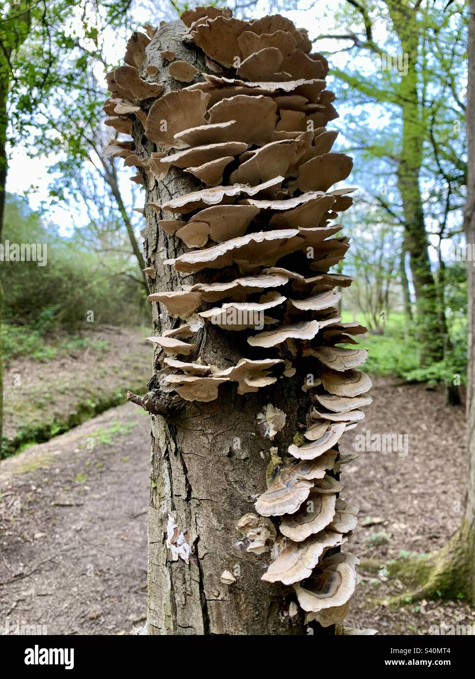 Mushrooms growing on tree trunk Stock Photo - Alamy