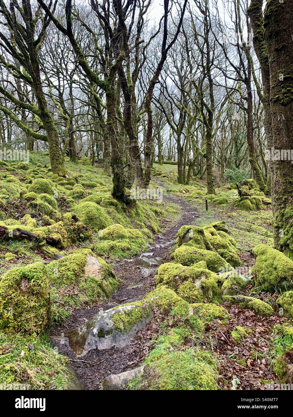 Pathway through ancient moss covered woodlands Stock Photo - Alamy