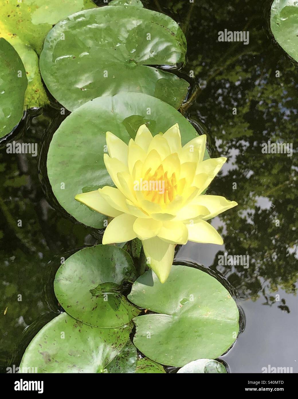 Water lilly koi hi-res stock photography and images - Alamy