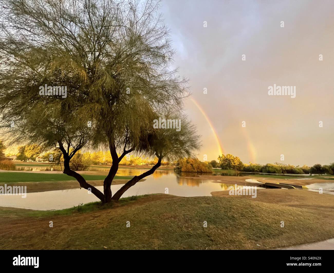 Three trunks of Palo verde tree in foreground with golf cart path ...
