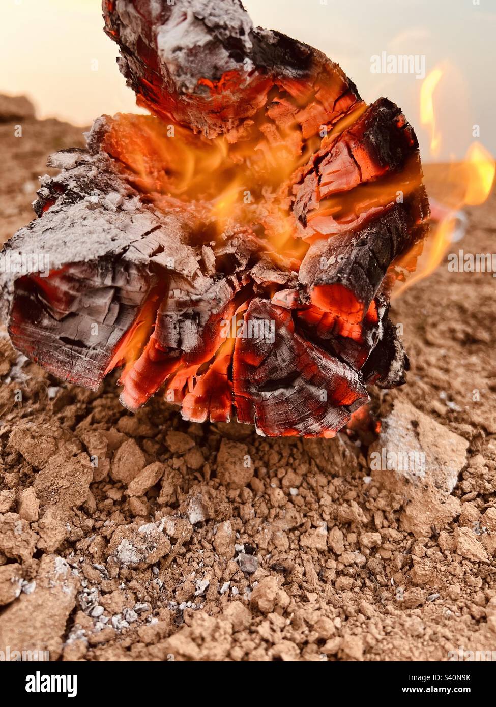 Iraq Ninewa Flame of the Red Stock Photo - Alamy
