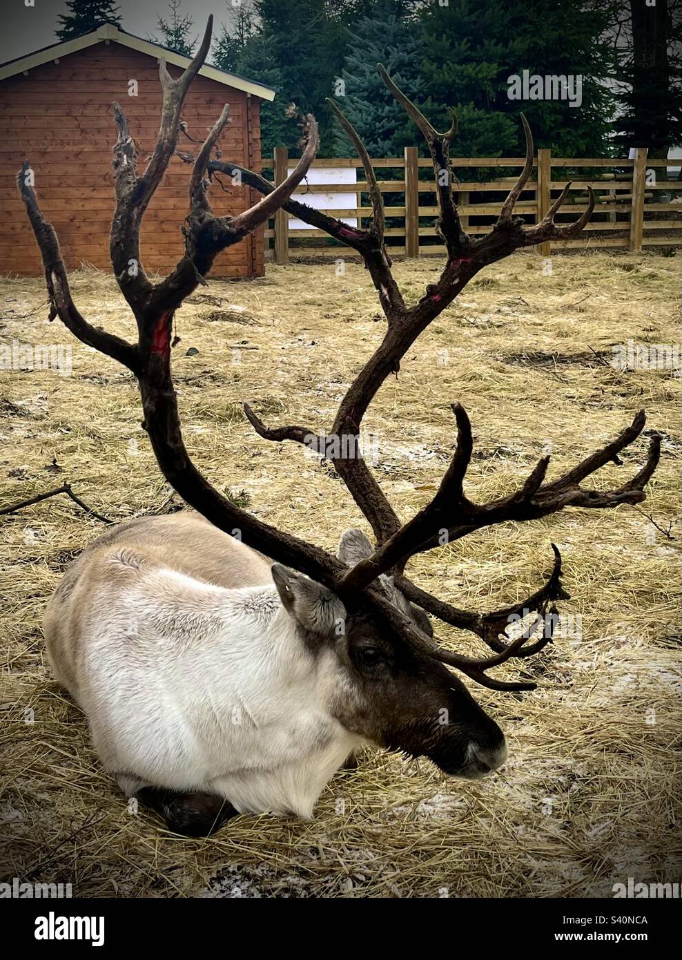 Caribou Antlers Shed