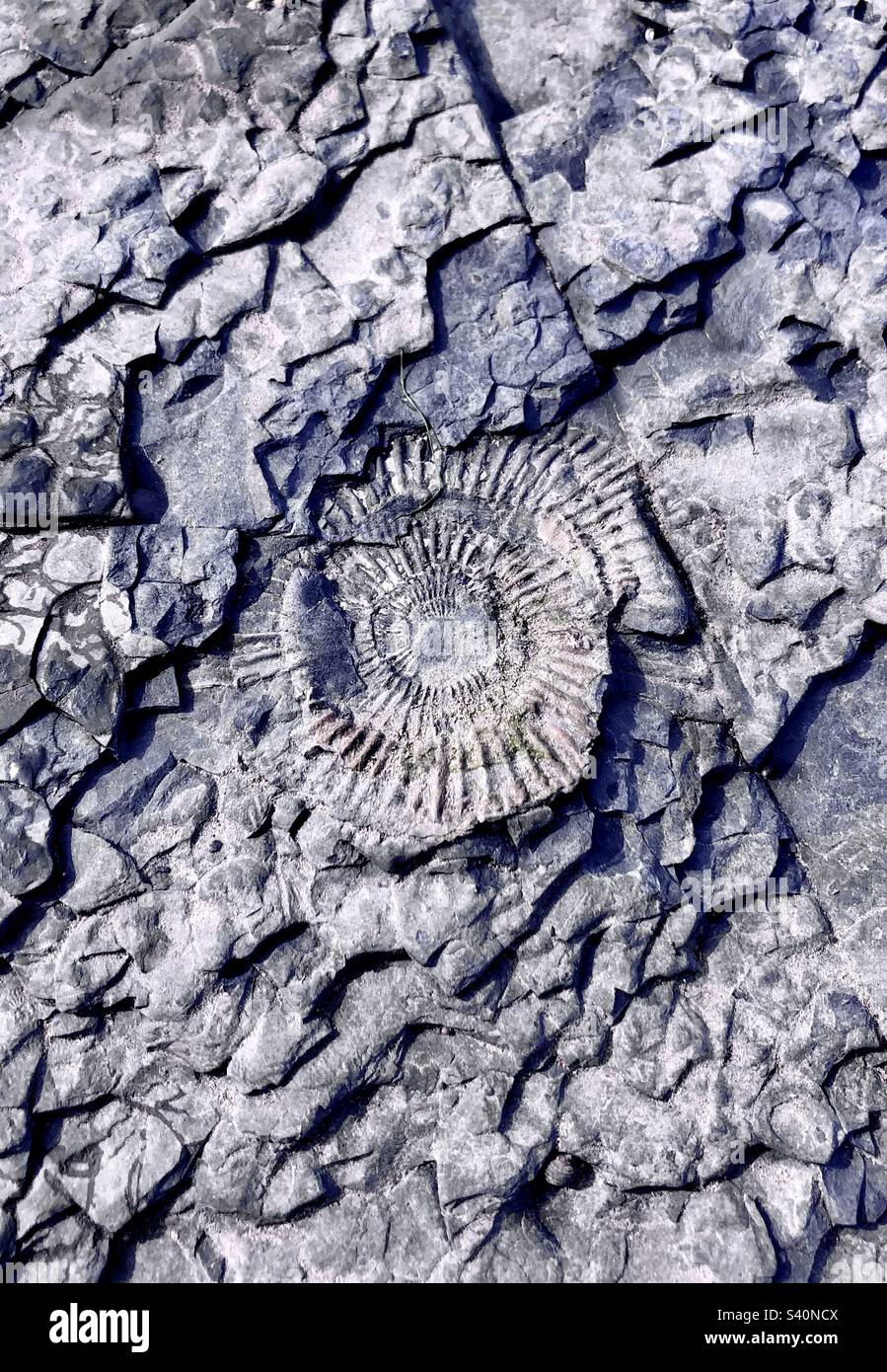 Fossil whitby hi-res stock photography and images - Alamy