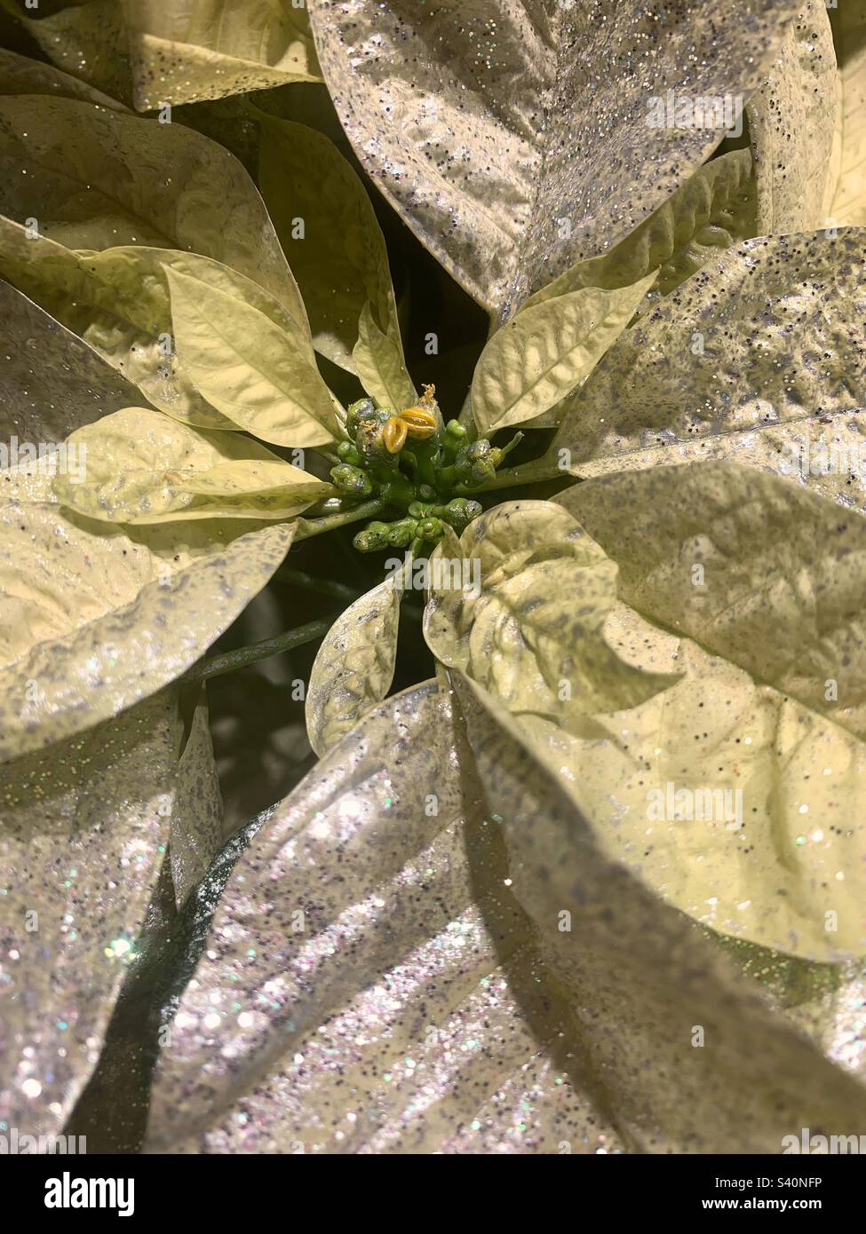 Glittery festive poinsettia flower with lots of sparkles Stock Photo ...