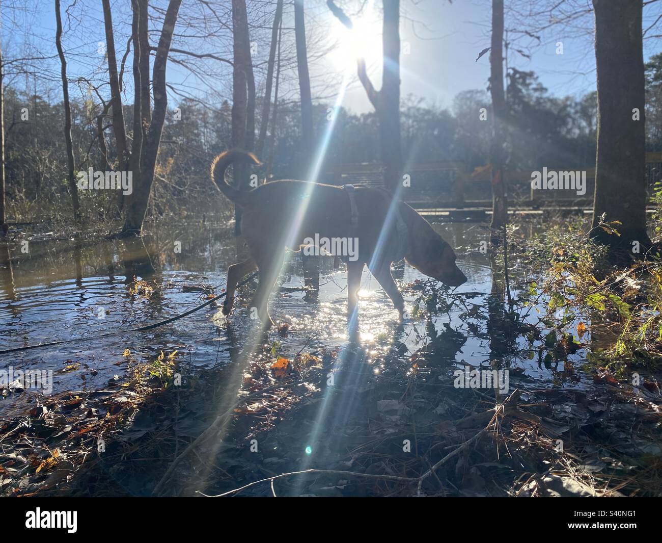 Getting a dog hi-res stock photography and images - Alamy